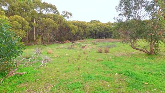 Весенняя прогулка по лесу увенчалась встречей со стаей кенгуру.