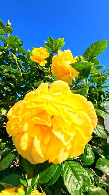 Цветущий розарий в городском ботаническом саду