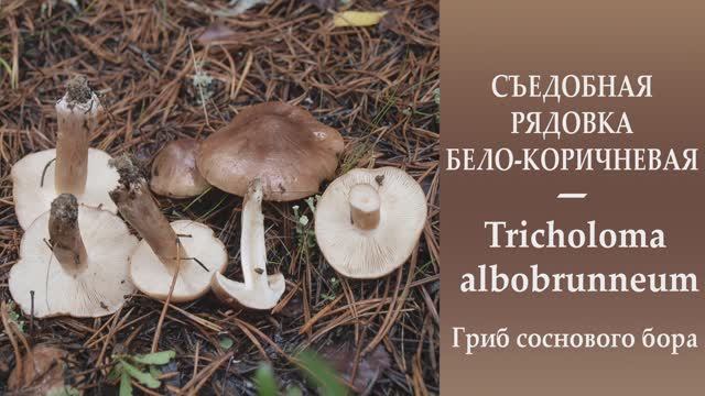 Съедобная Рядовка бело-коричневая - Tricholoma albobrunneum. Гриб соснового  бора.