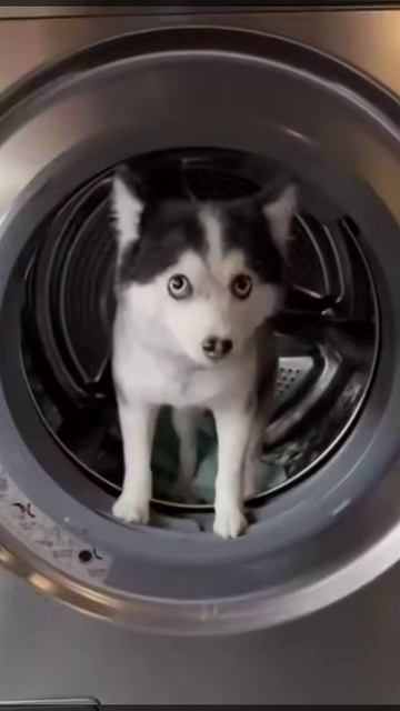 Так выглядит помесь чихуахуа и хаски