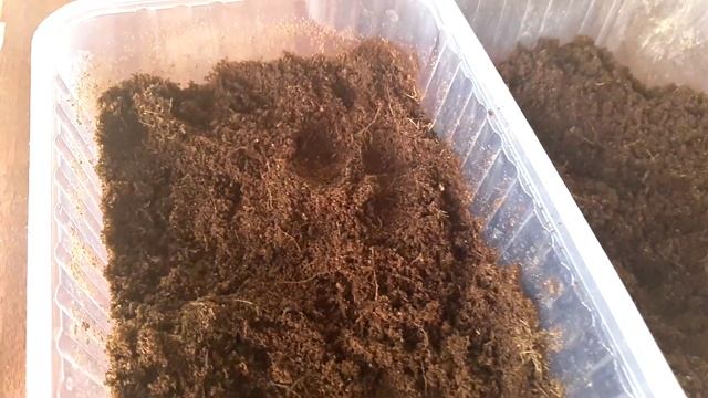 Черенкование пеларгоний в вопросах и ответах. Только наш опыт!