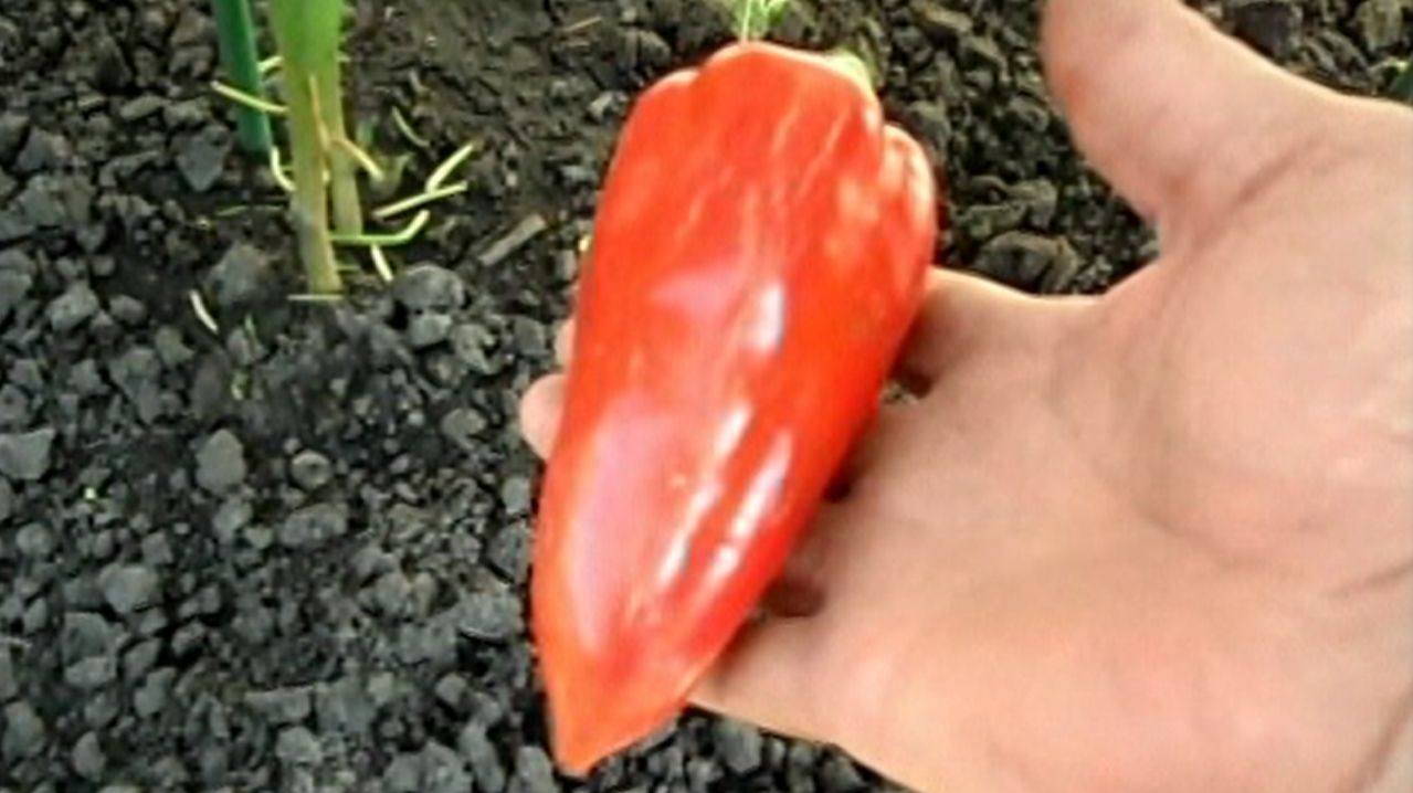 Выращивание перцев