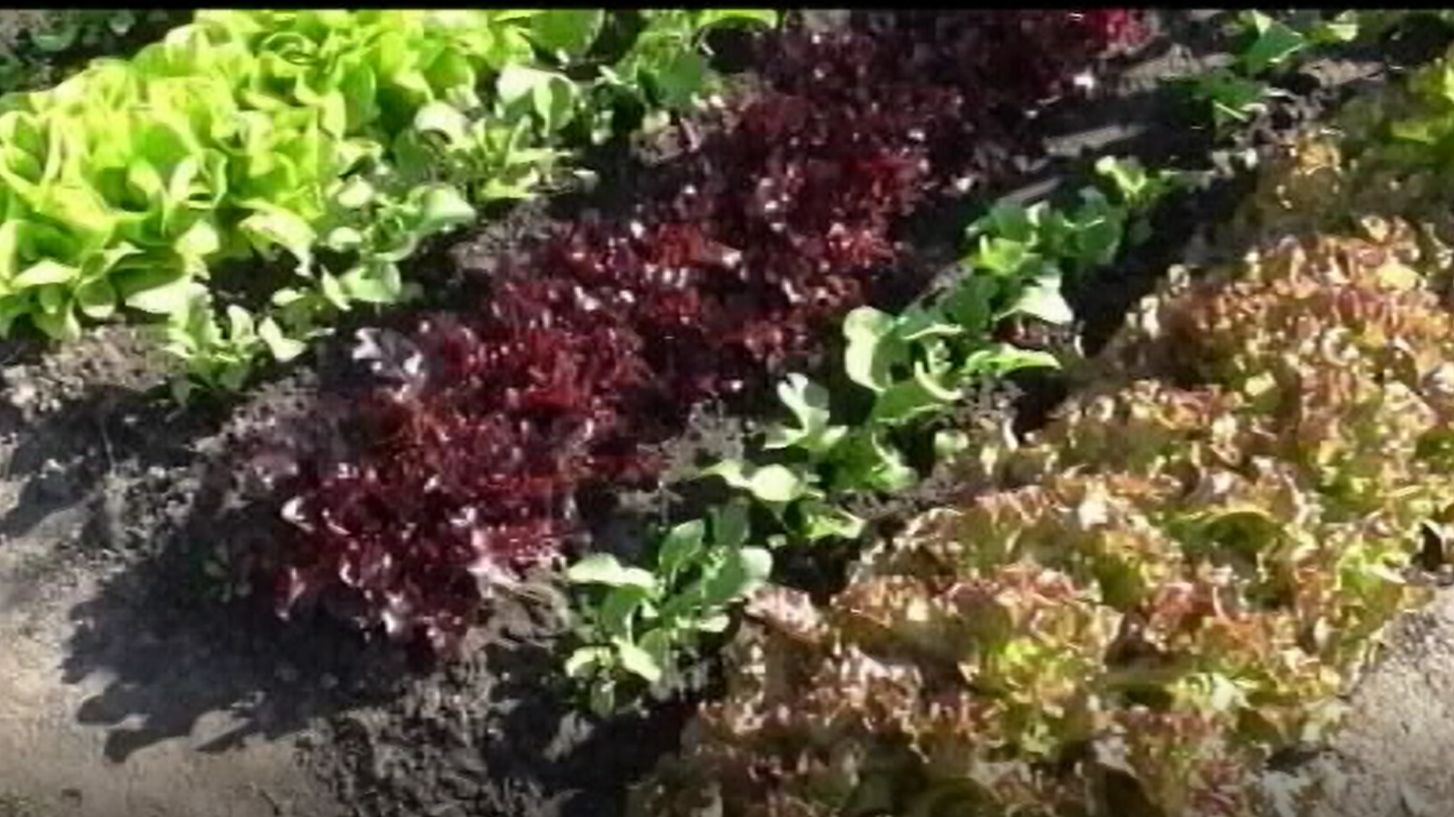 Выращивание салатов