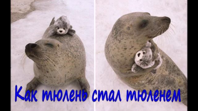 Как тюлень стал тюленем