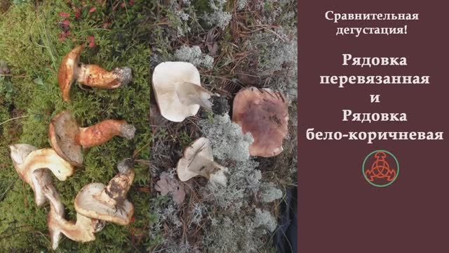 Сравнительная дегустация! Рядовка перевязанная и Рядовка бело-коричневая. "Грибная кухня".