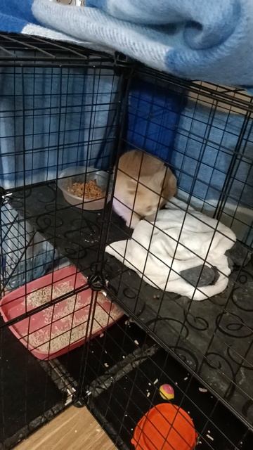 Обработка котенка от лишая активатором