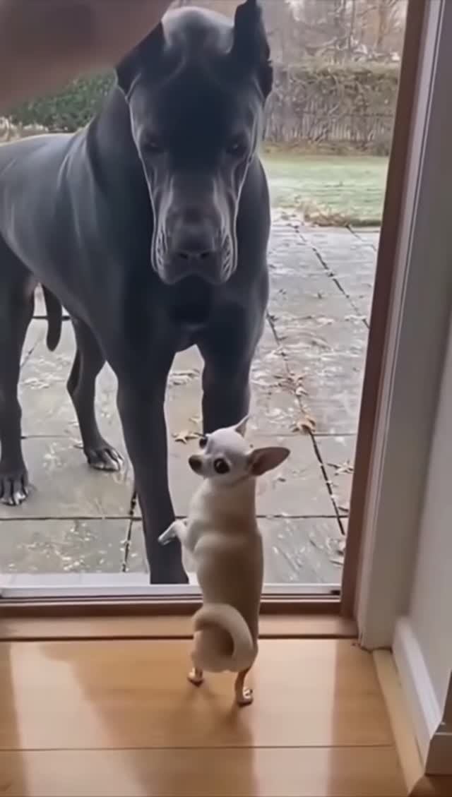 Ай да Моська!