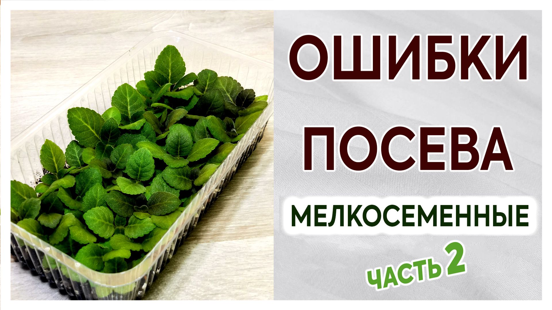 Ошибки при посеве мелких семян. Фиалки, петунии, глоксинии, стрептокарпусы, экзакумы и др. Часть 2.