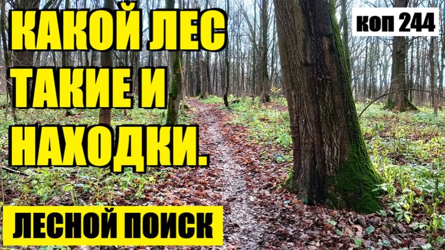 ЧУДНЫЙ ЛЕС и ЗАГАДОЧНЫЕ НАХОДКИ.  коп 244
