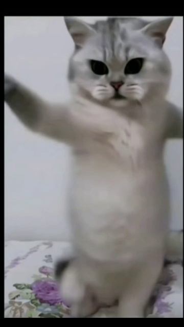 кот танцует песню карова