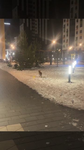 📩📤📥📨✉️В Юго-западном бегала лиса. Причём в закрытом дворе!
