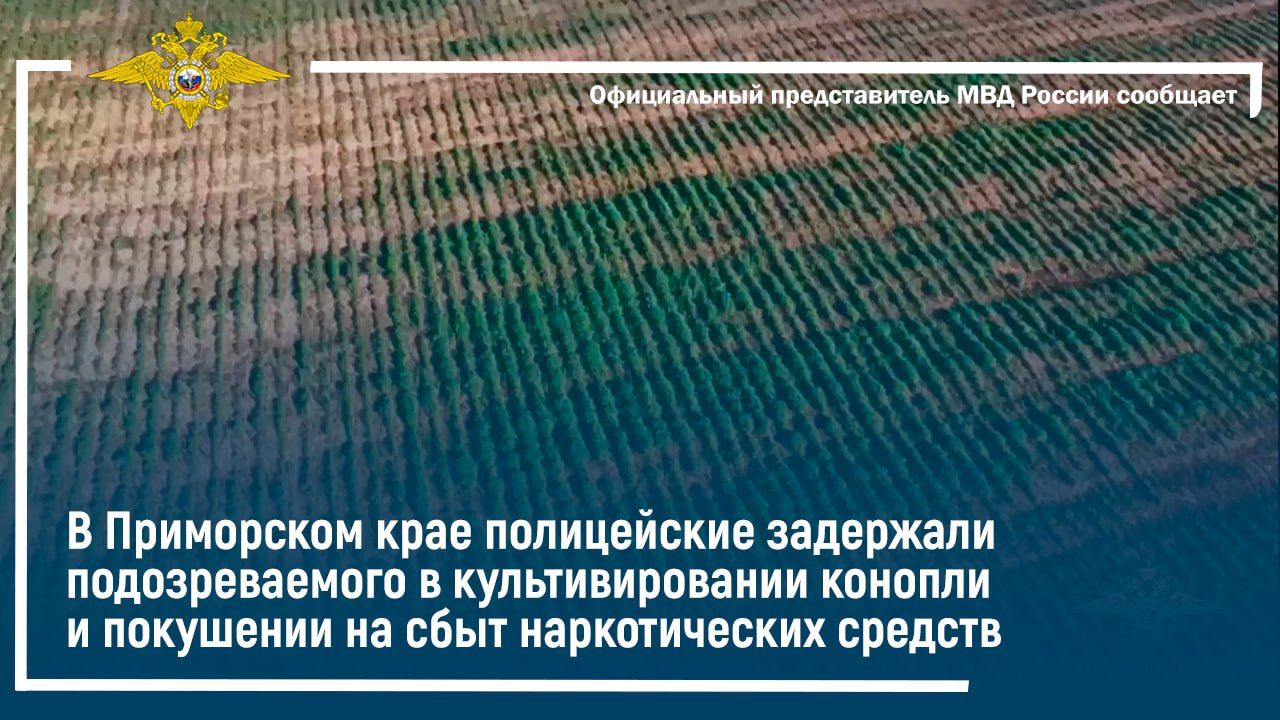 В Приморском крае полиция задержала подозреваемых в культивировании конопли и покушении на её сбыт