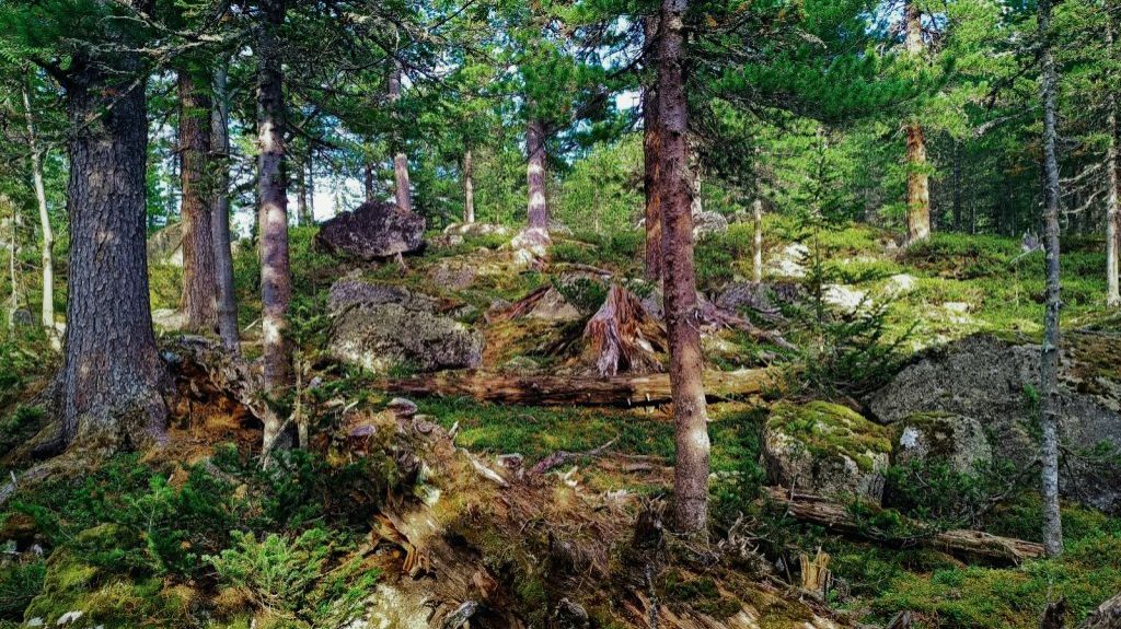 Мистика.  Таежные истории.