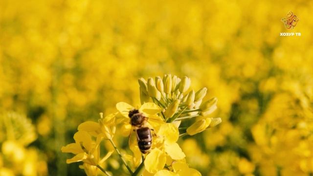 Хезмәт сөючән бөҗәкләр | Гаҗәеп дөнья серләре. Бөҗәкләр дөньясы