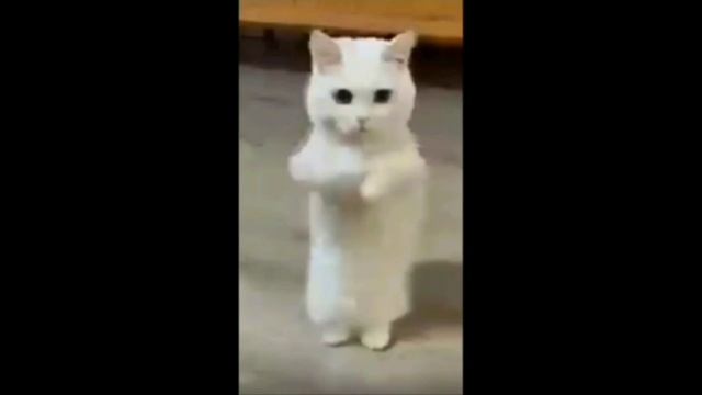 белый кот танцует песню мама шила мне штаны мем