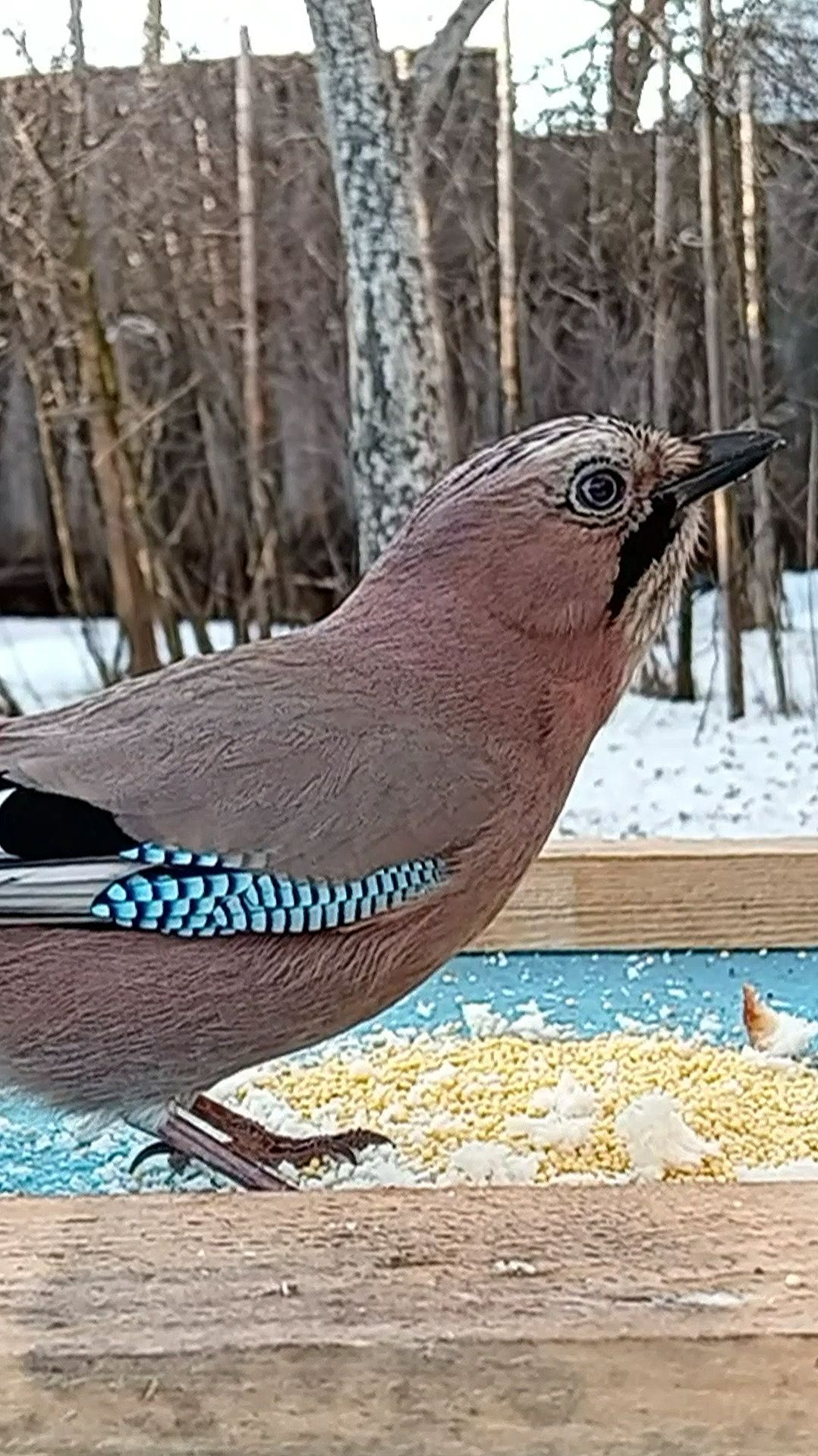 Сойка на кормушке#Сойка#Кареза#ОбыкновеннаяСойка