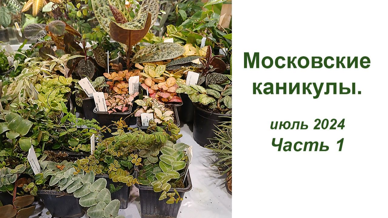 Московские каникулы часть 1. Выставка в GREENRARE  и мои адромискусы