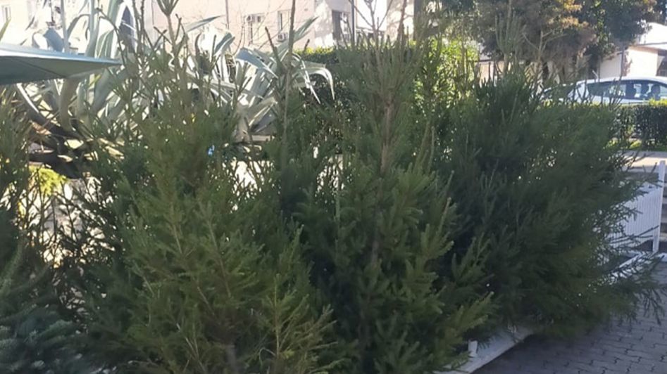 В Сочи заработали елочные базары