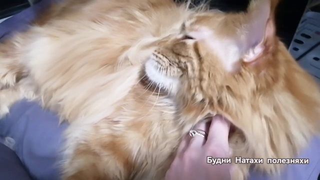 Наш кот до и после прививки. Непредвиденные траты