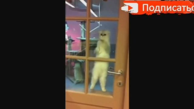 дискотека для котов