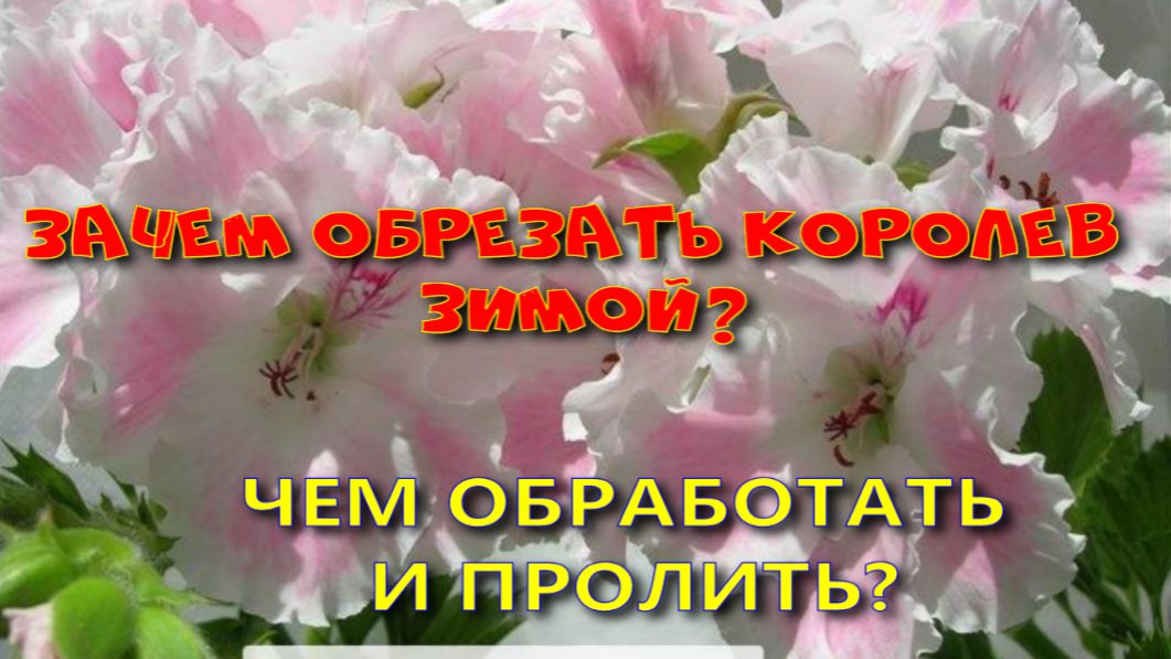 ЗАЧЕМ ОБРЕЗАТЬ КОРОЛЕВСКИЕ ПЕЛАРГОНИИ ЗИМОЙ?