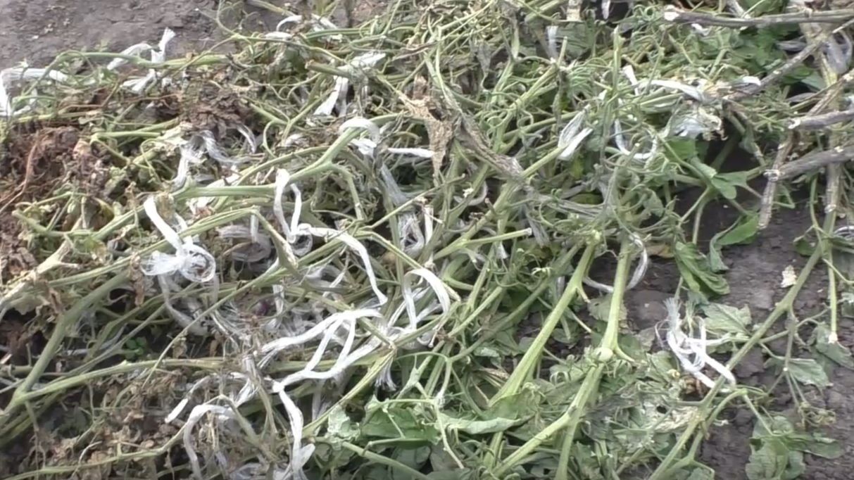 Использование ботвы помидоров