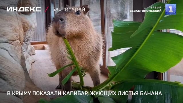 В Бахчисарае показали капибар, жующих листья банана