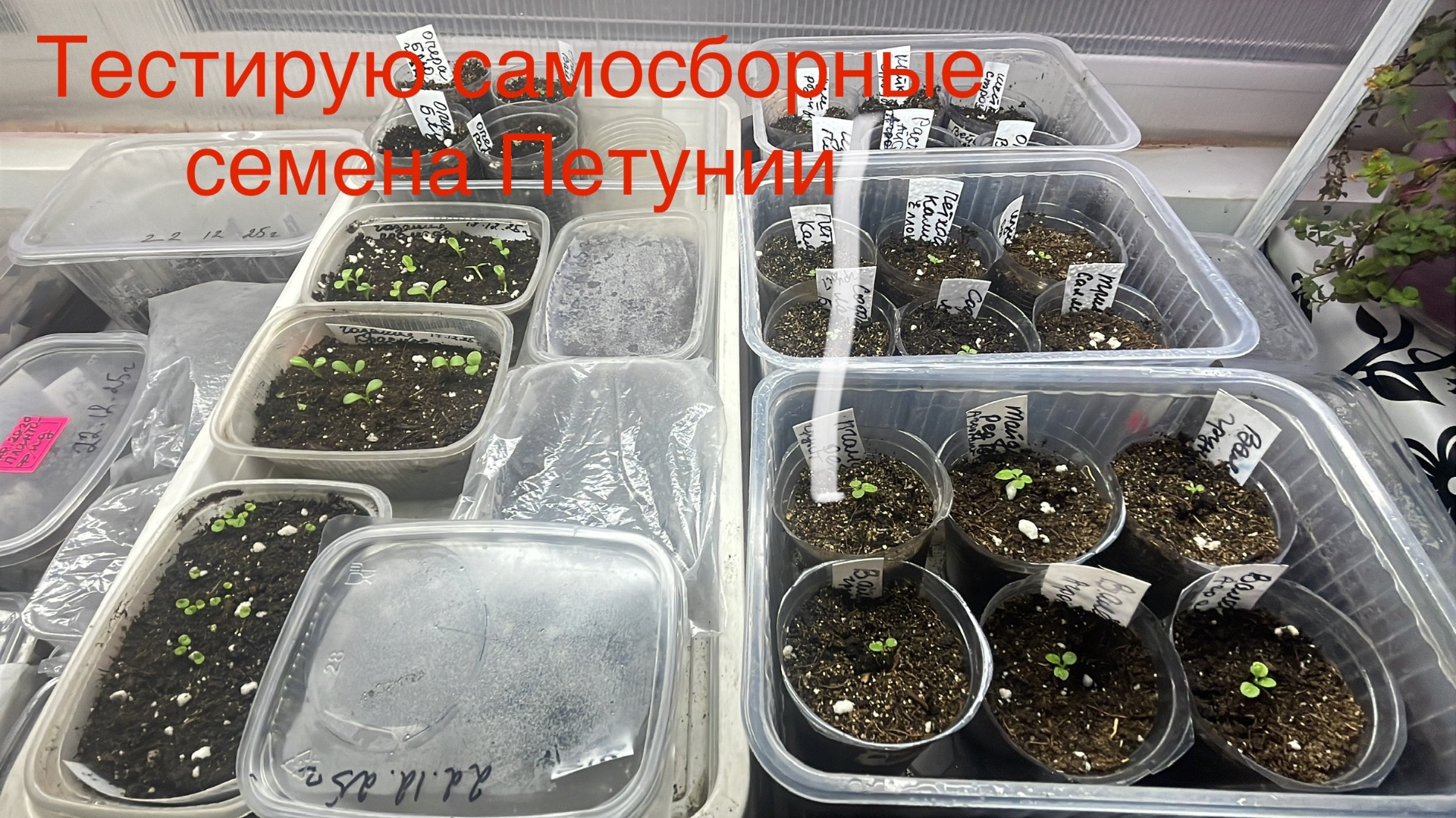 Как же подросла петуния за неделю 🤔. Всходы Гацании и Колеусов. Лунный календарь на январь 26 г