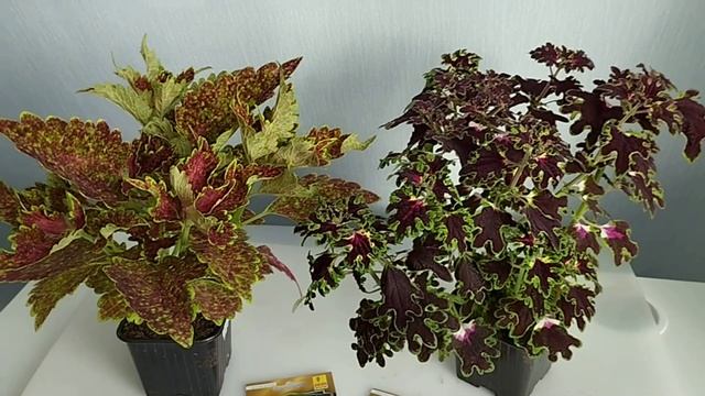 Колеусы - самые популярные вопросы, часть 1. Семенные или вегетативные?