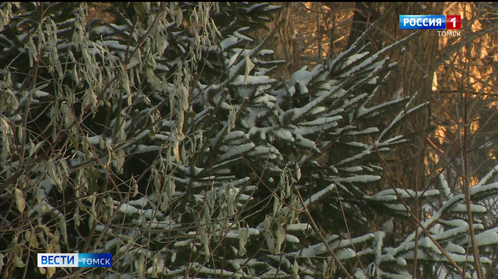 Вести-Томск, выпуск от 22.12.2025 11:30
