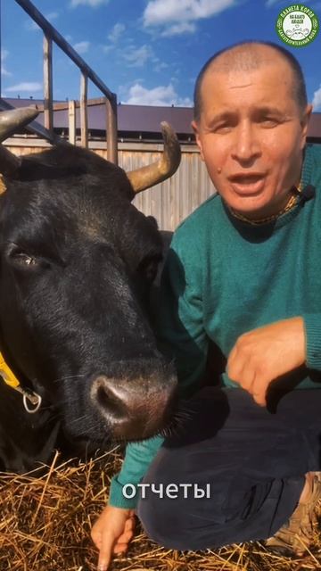 На Планете коров живут коровы и быки которые нуждаются в опеке. Начните путь дружбы сегодня! 🤗💚🐄