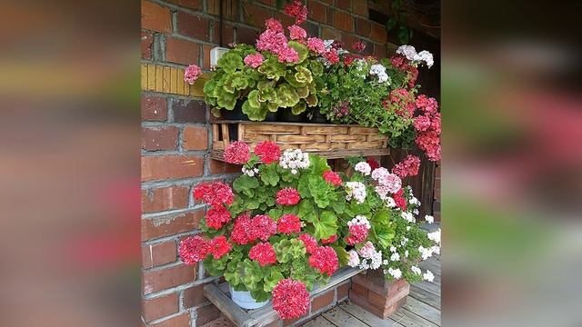 Когда покупать пеларгонии - весной или осенью? Есть варианты!