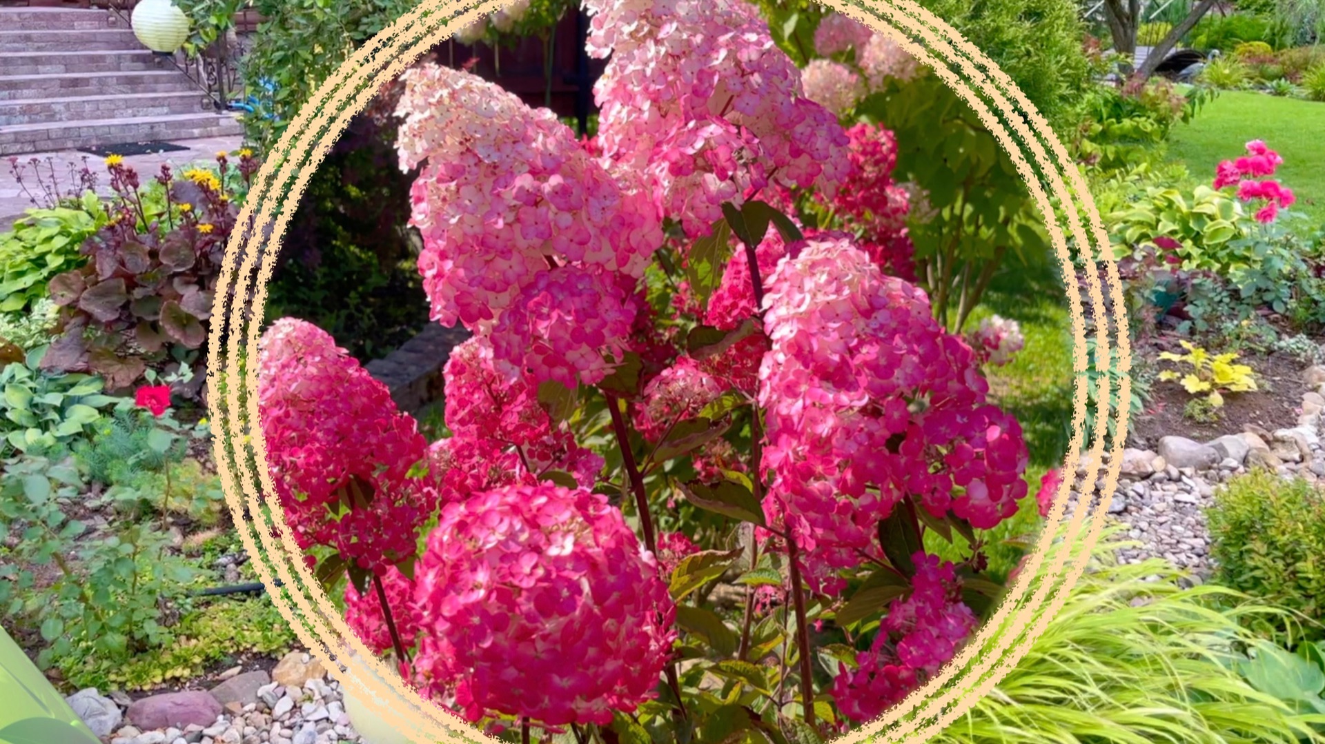 Пересадки / рокарий / гортензии. Август. Садовый дневник.