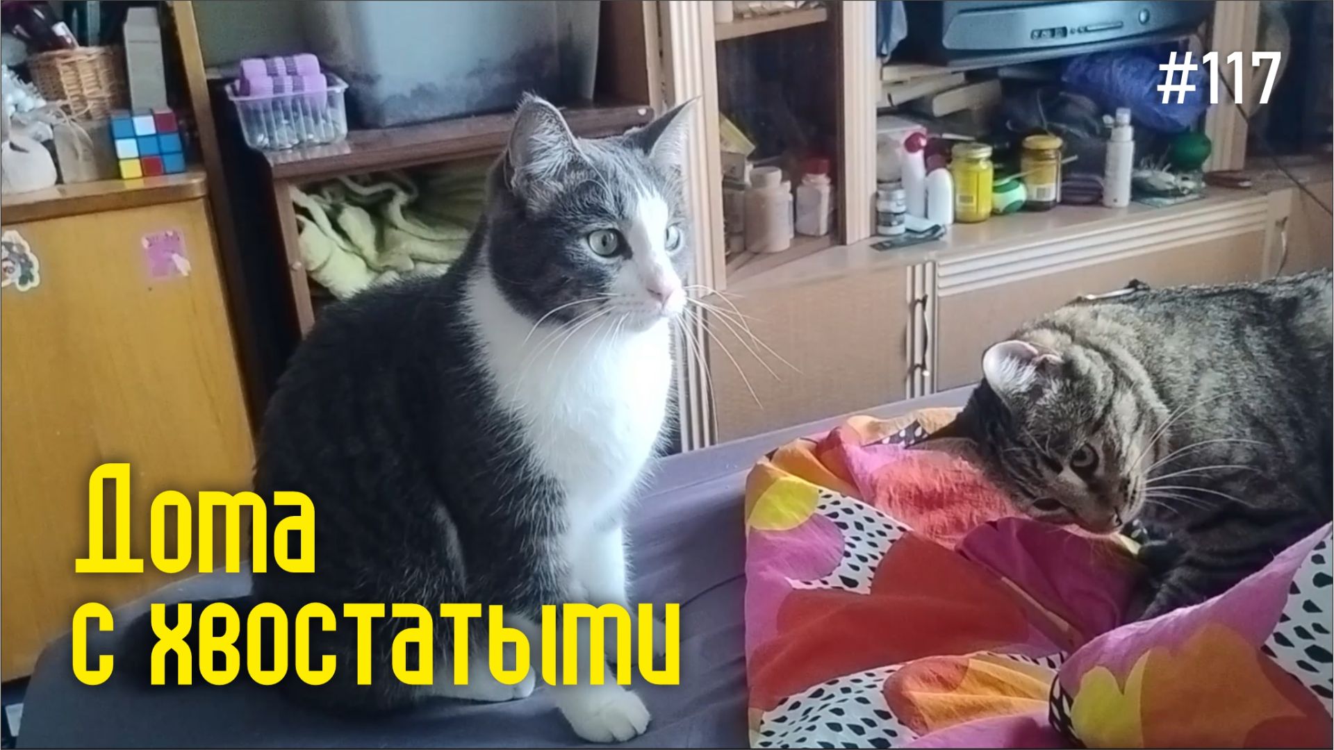 #117 Знакомство с хвостатой интеллигенцией.