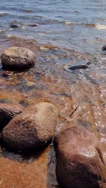 Карелия 2025. Пляжи Видлицы. Июль 2025г (Часть 17)