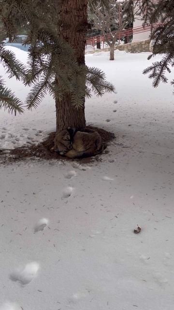 Сам ты ёлка!