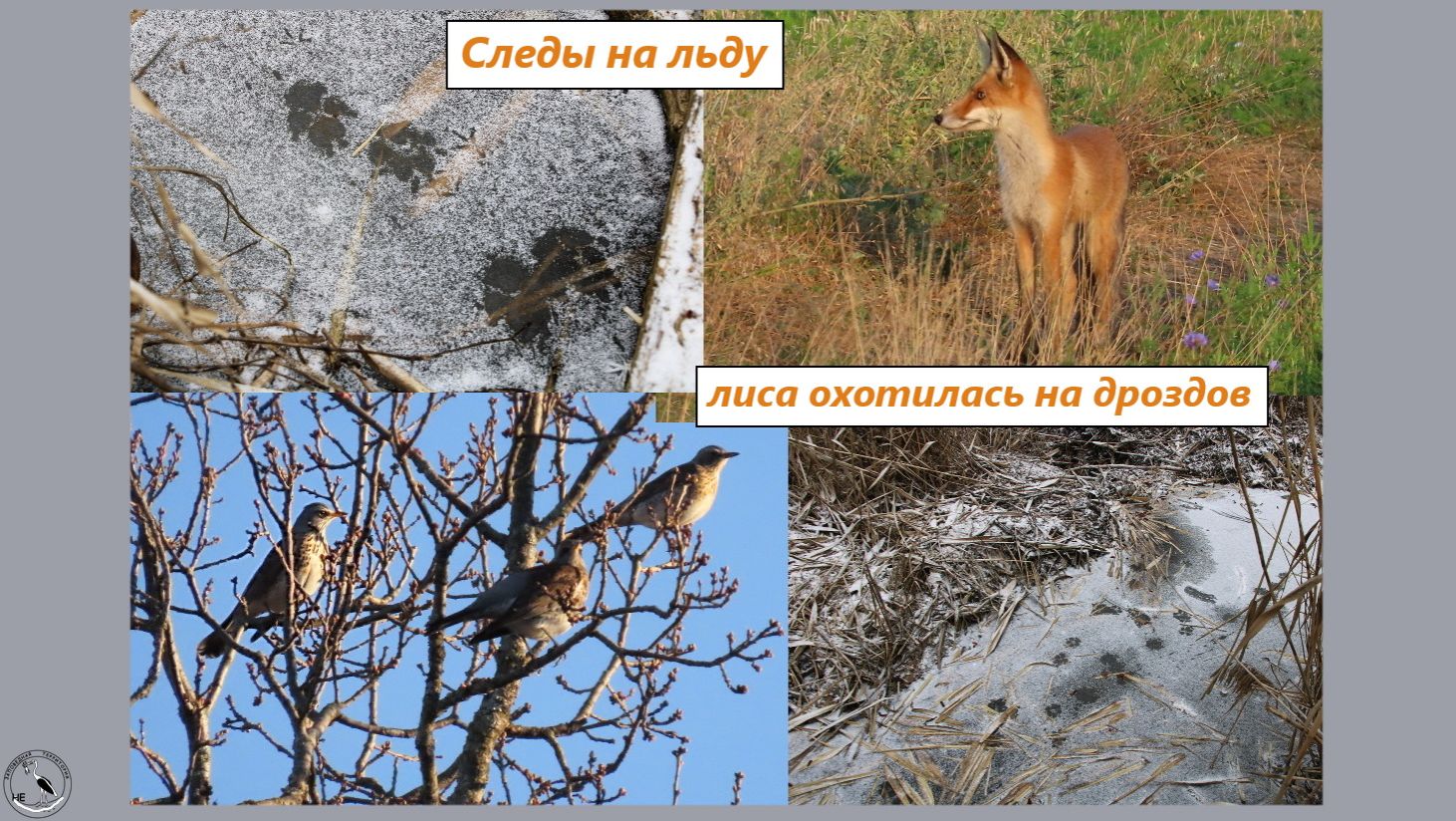 Следы на заснеженном льду - лиса охотилась на дроздов-рябинников