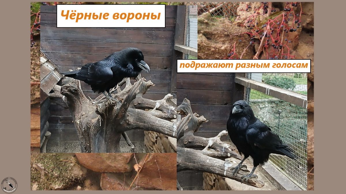 Чёрный ворон разговаривает на разные голоса
