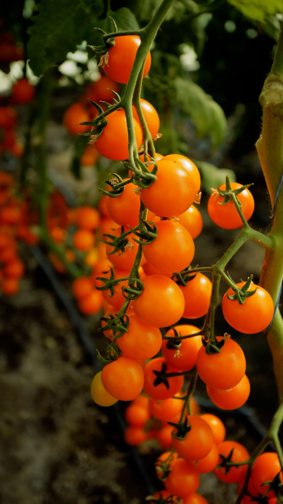 Профессиональный урожайный гибрид томата для стабильного производства!