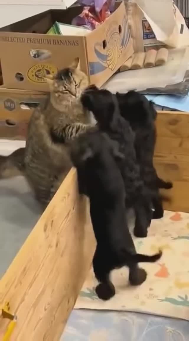 усатая няня