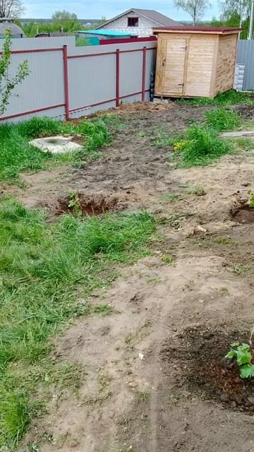 Первый виноградный сезон