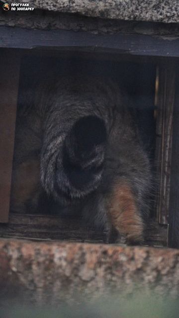 Манул Свэн спрятался в домике. Ленинградский зоопарк