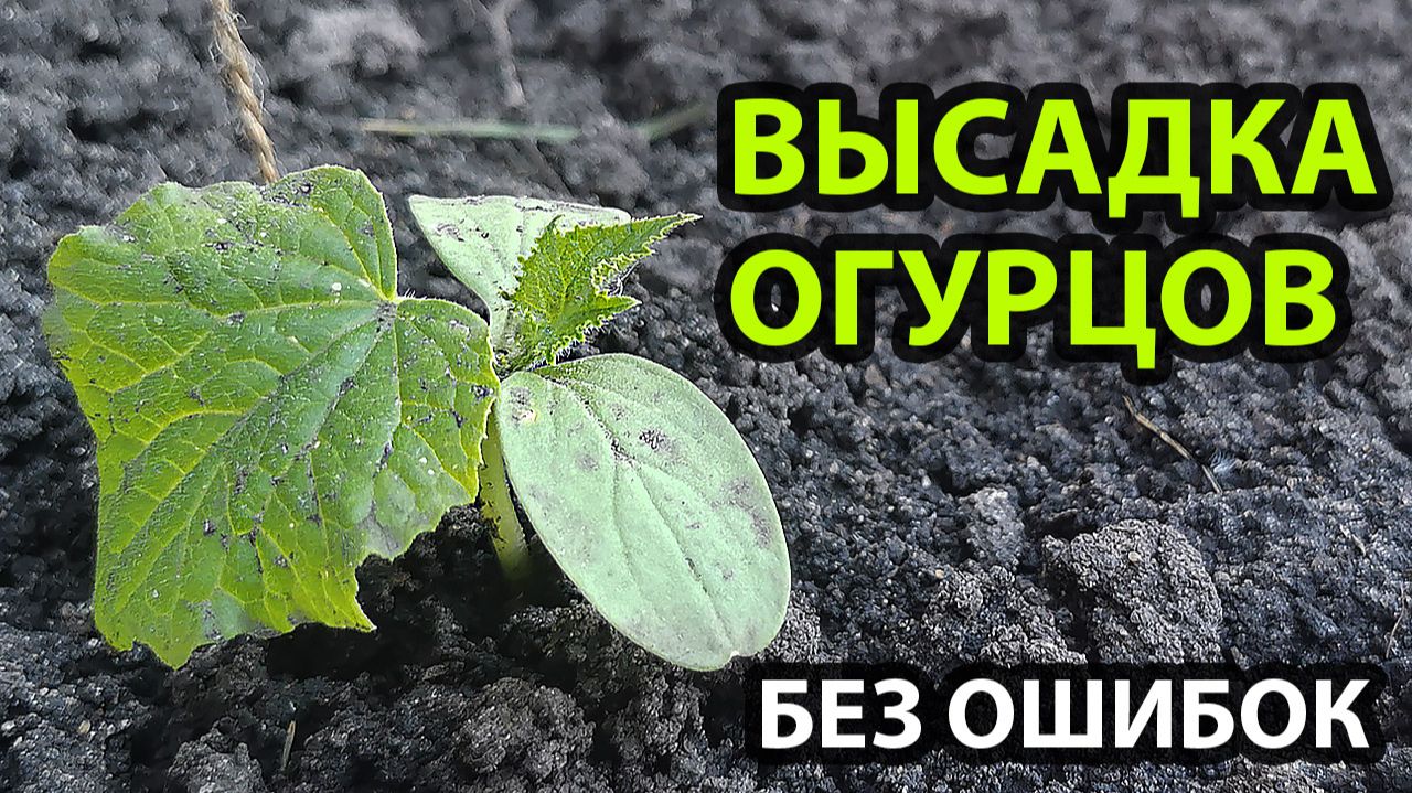 Как правильно высаживать рассаду огурцов в открытый грунт: избегаем ошибок и получаем богатый урожай