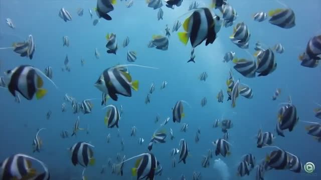 Music 70-80s Show #8 (HD)