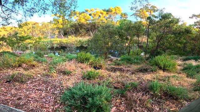 Прогуливаясь вечером по парку вдоль реки можно услышать пение экзотических птиц.