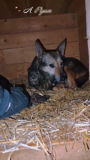 "Марусина печаль" ❥ Приют в Малинках