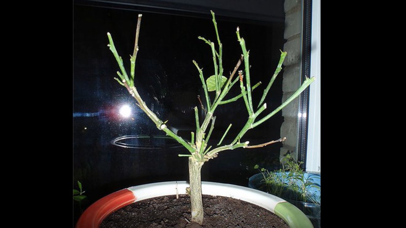 Лимон сбрасывает листья