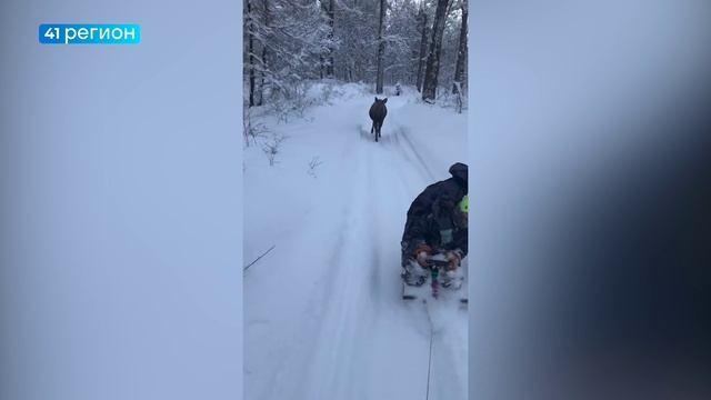 СПАСЁННАЯ ЛЕТОМ ЛОСИХА УСТРОИЛА ДОГОНЯЛКИ С ДЕТЬМИ В АНАВГАЕ • БЕЗ КОММЕНТАРИЕВ