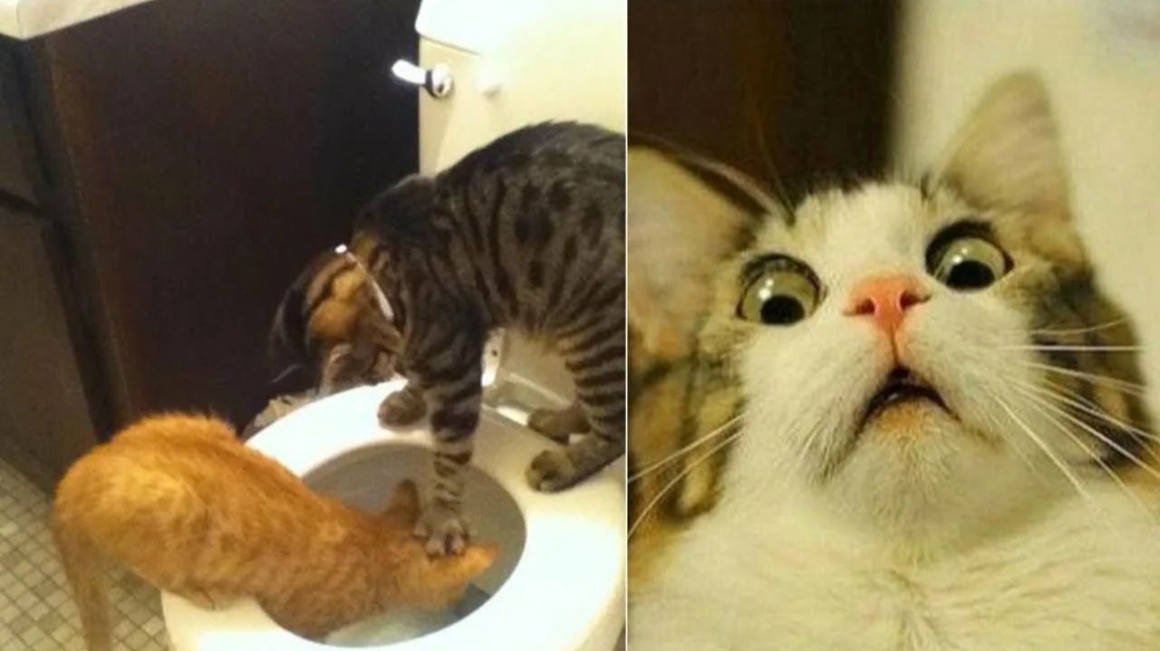 СМЕШНО ДО СЛЕЗ 😹😍 СМЕШНЫЕ КОТЫ, ЛУЧШИЕ ПРИКОЛЫ С КОТАМИ, СОБАКАМИ КОШКИ,СОБАКИ , ЖИВОТНЫЕ 🥰