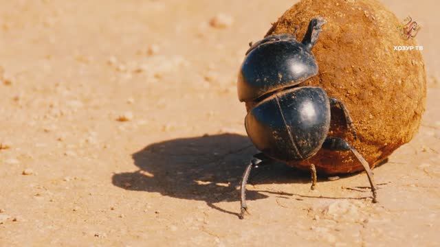 Йолдызлар буенча ориентлашучылар | Гаҗәеп дөнья серләре. Бөҗәкләр дөньясы